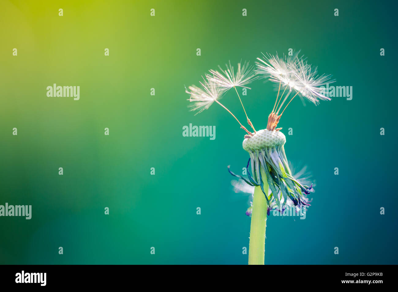 Flora floral nature natural color colour horizontal hi-res stock ...