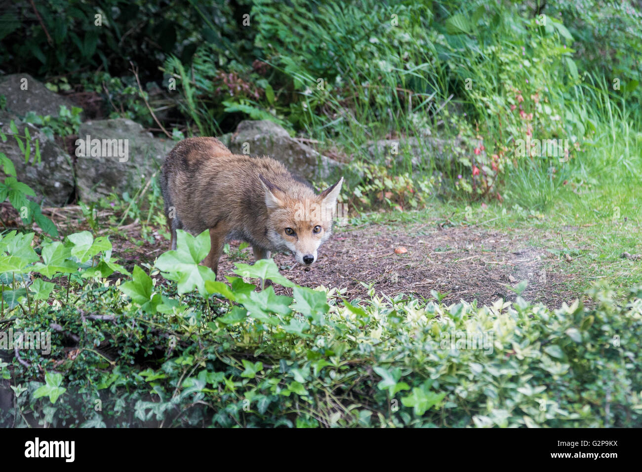 Four legged animals hi-res stock photography and images - Alamy
