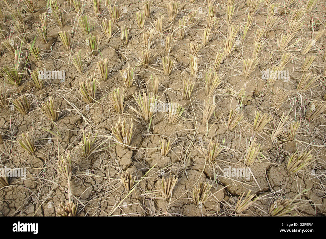 Dry Rice Field High Resolution Stock Photography and Images - Alamy