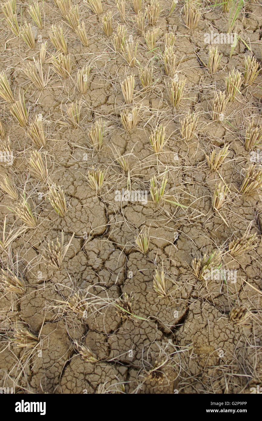 Dry rice field after harvest, Sampao rice terraces on Biliran Island ...