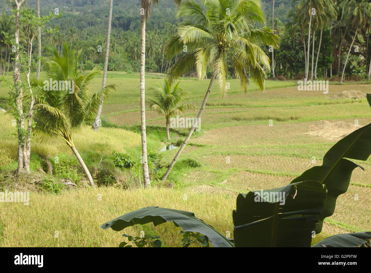 Rice fields on Bohol, south of Sierra Bullones, Philippines Stock Photo - Alamy