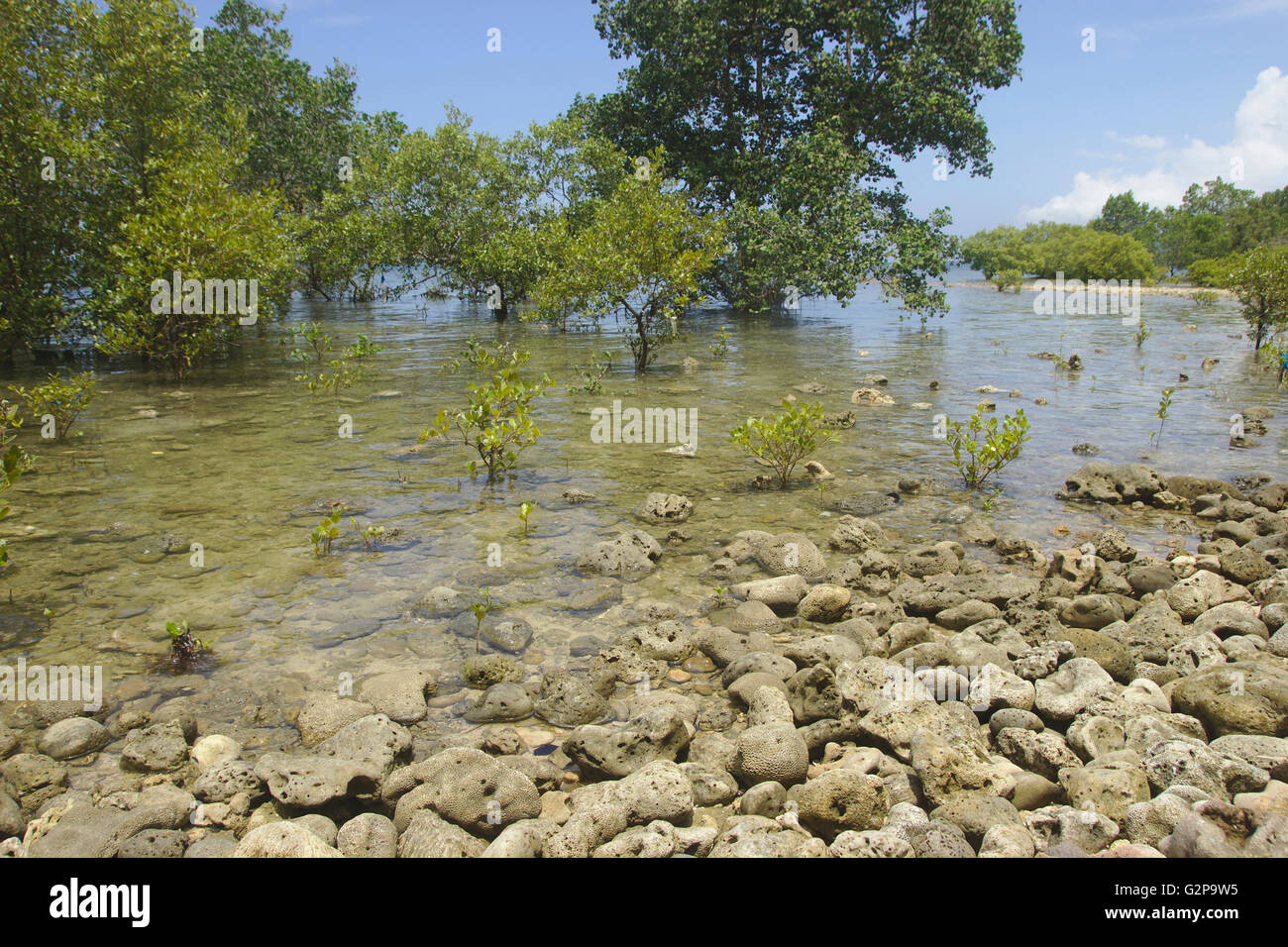 Mangrove on the south coast of Bohol, Philippines Stock Photo - Alamy