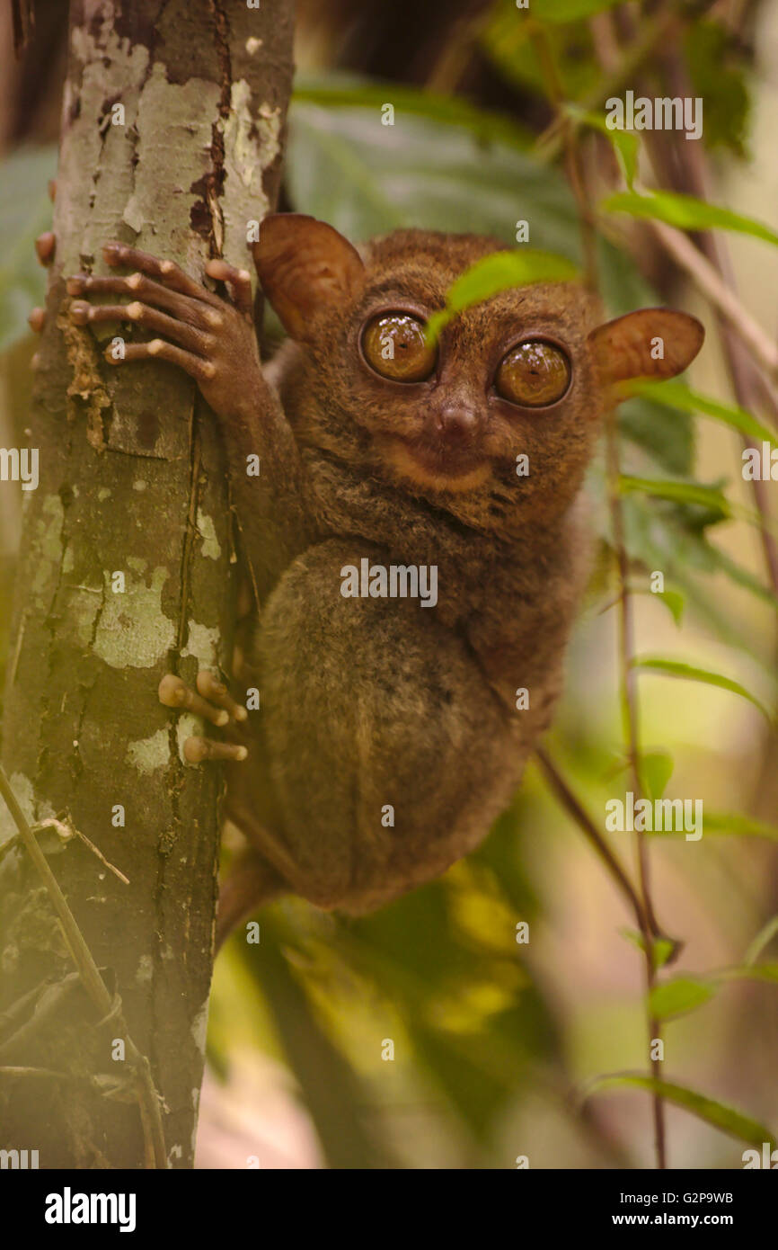 Tarsier in the Philippine Tarsier Sanctuary in Canapnapan, Corella on ...