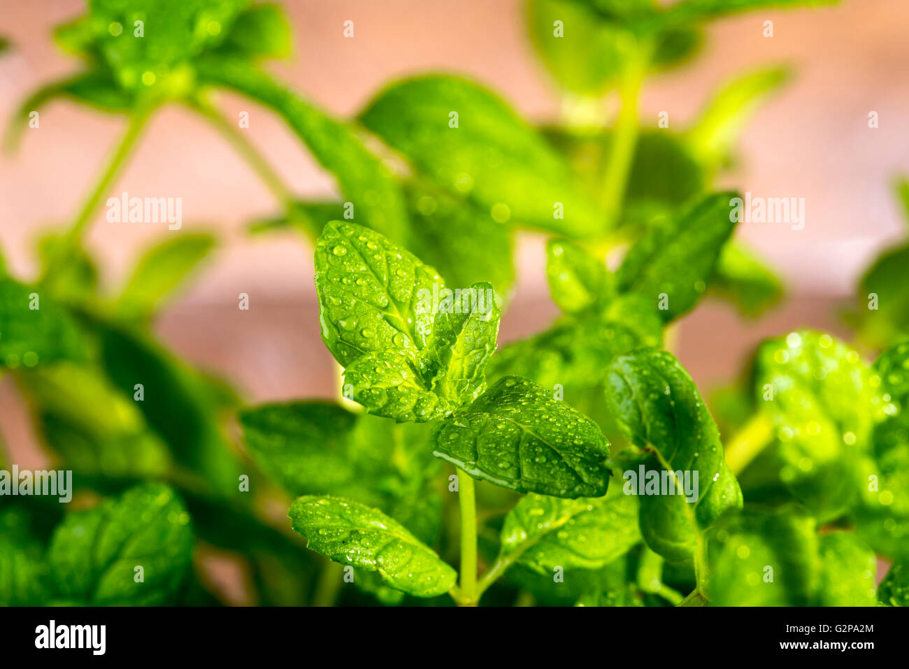 Fresh green smell hi-res stock photography and images - Alamy