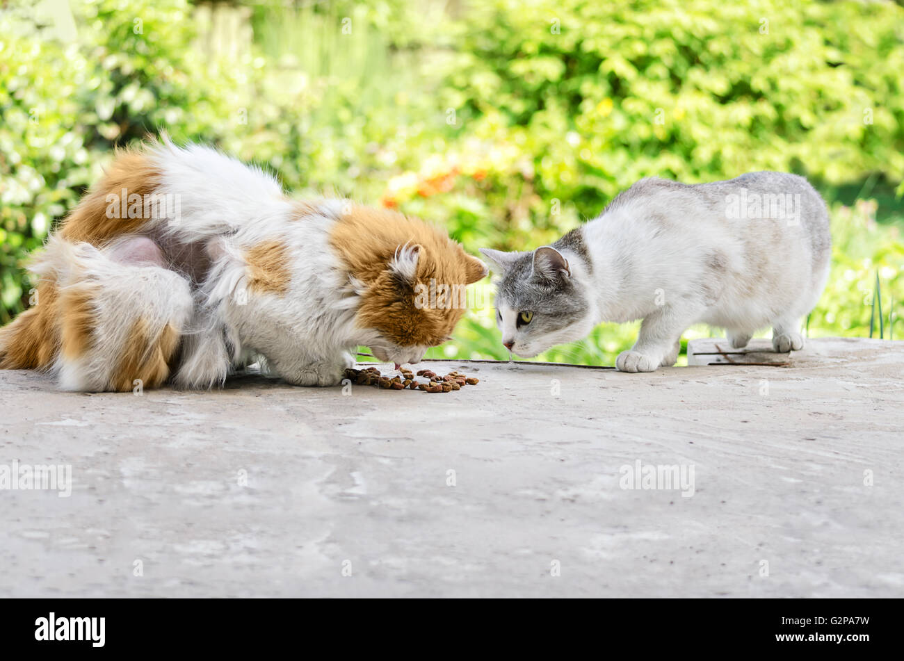 Cats eat cat food Stock Photo - Alamy