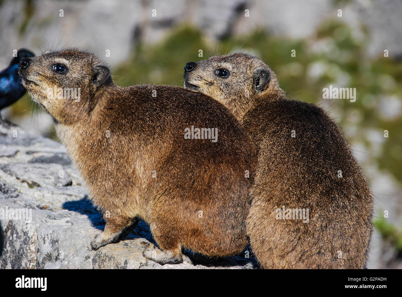 African hyraxes hi-res stock photography and images - Alamy