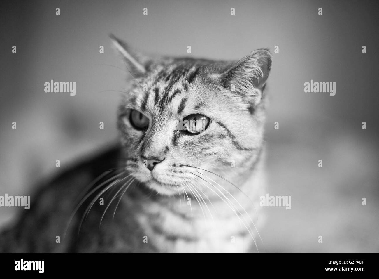 Cute tabby wild cat Black and White Stock Photos & Images - Alamy