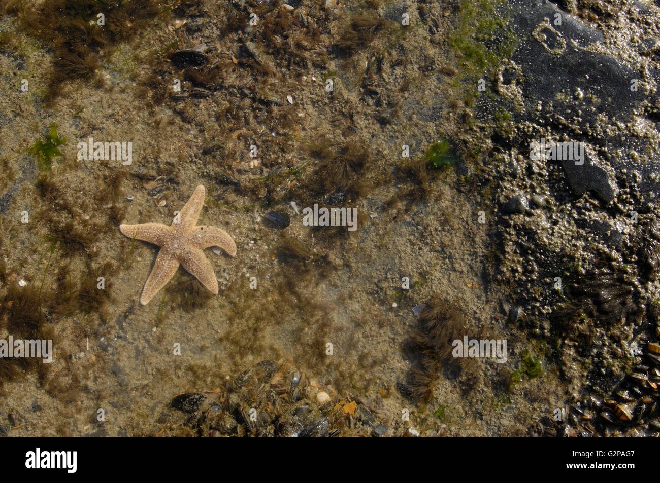 Common Starfish - Common Sea Star (Asterias rubens) in a rock pool at ...