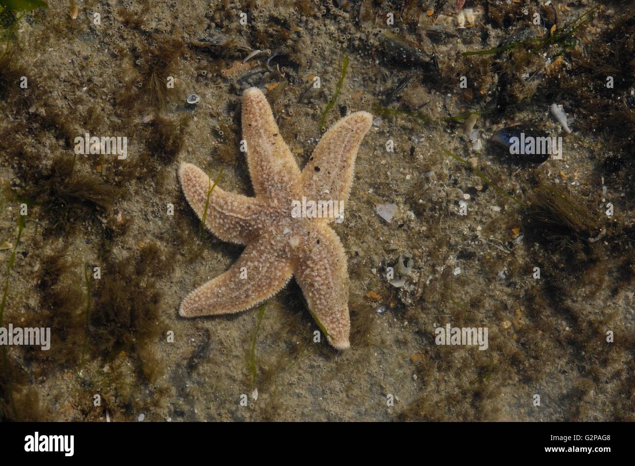 Common Starfish - Common Sea Star (Asterias rubens) in a rock pool at ...