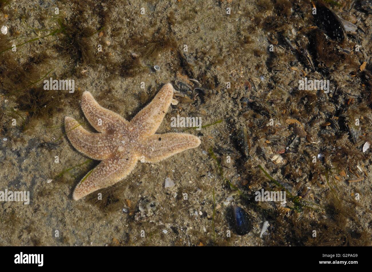 Common Starfish - Common Sea Star (Asterias rubens) in a rock pool at ...