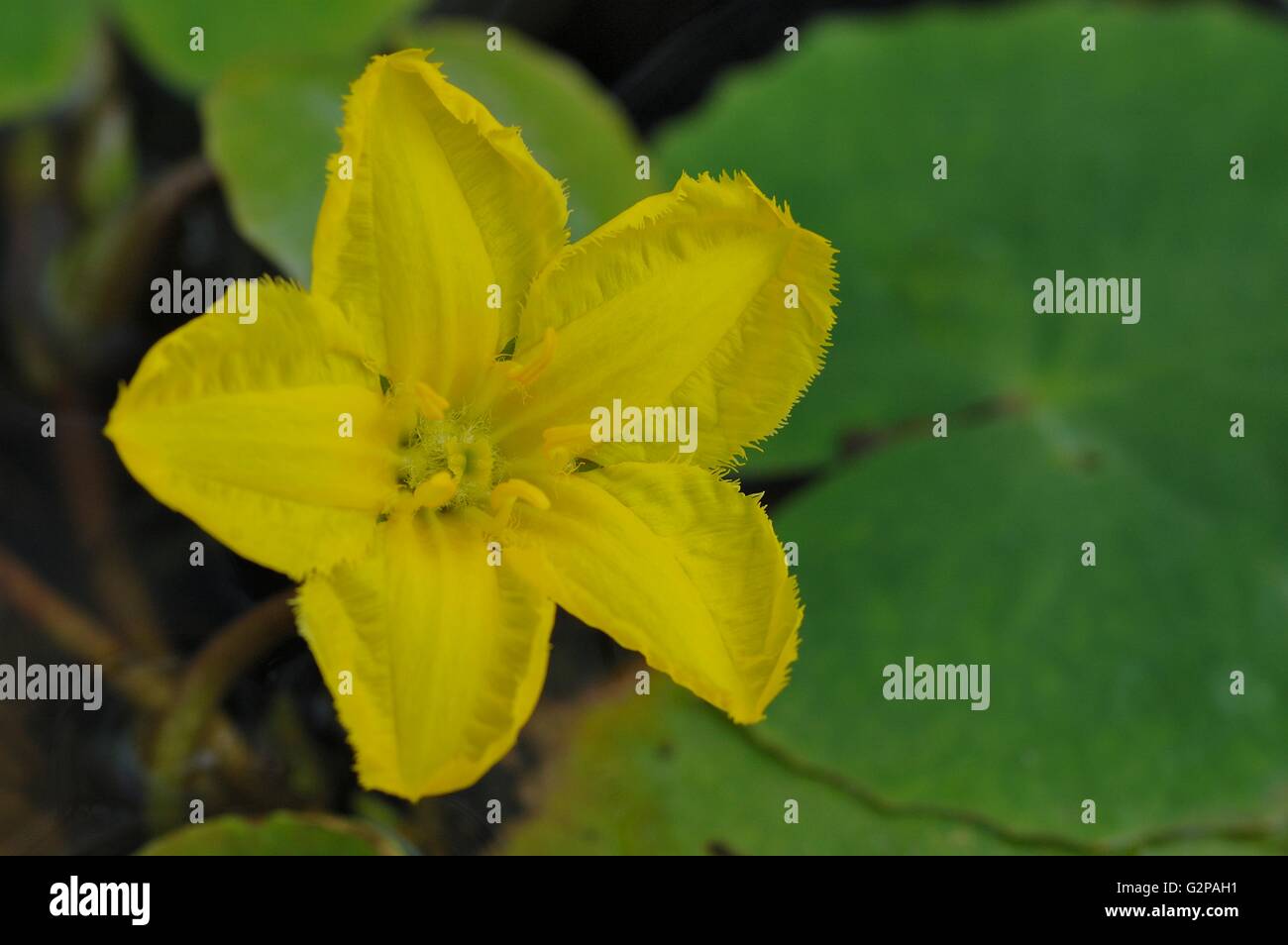 Fringed Water-lily - Yellow floating-heart - Water Fringe (Nymphoides ...