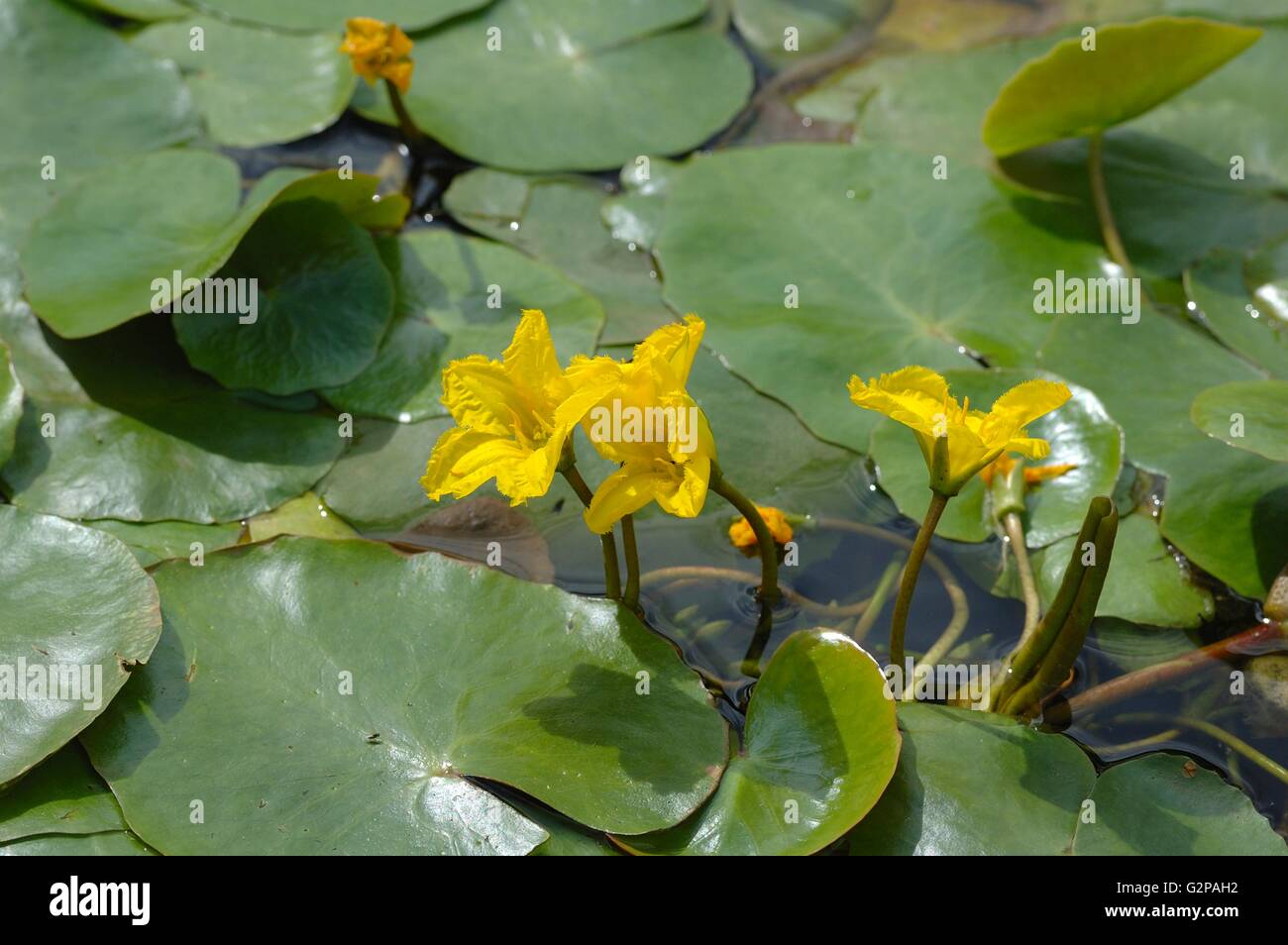 Fringed Water-lily - Yellow floating-heart - Water Fringe (Nymphoides ...