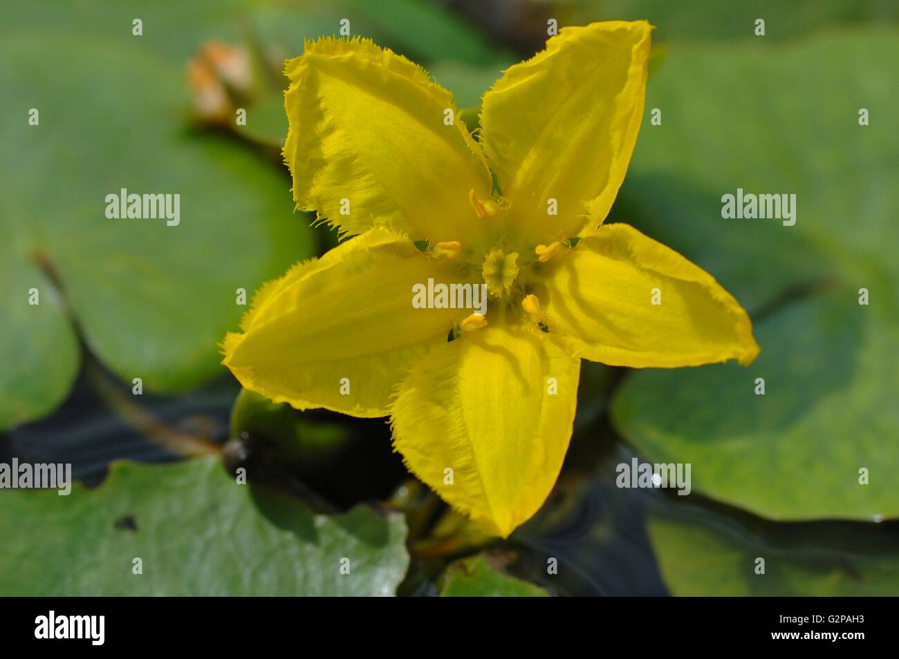 Fringed Water-lily - Yellow floating-heart - Water Fringe (Nymphoides ...