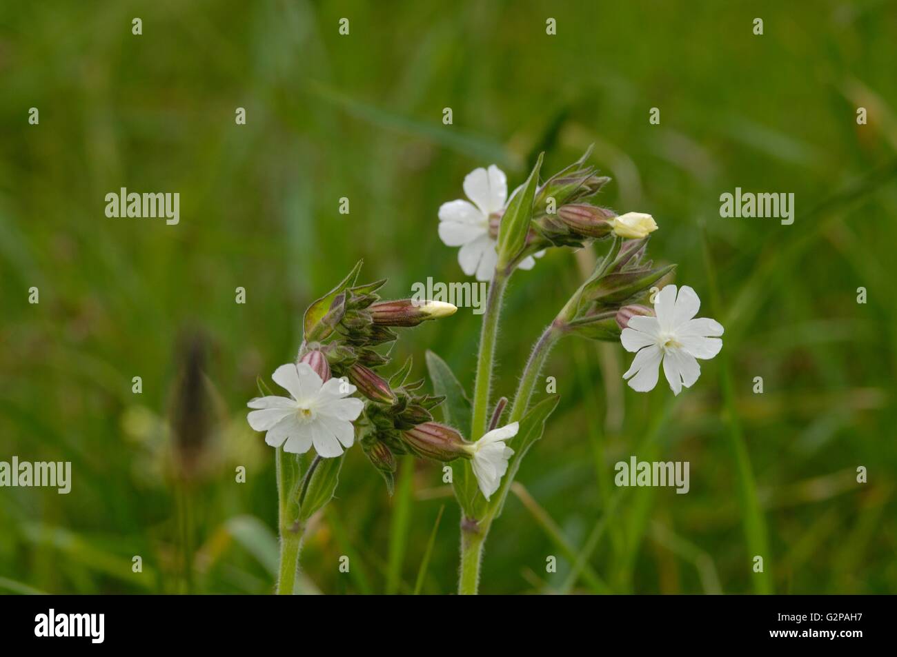 White campion (Silene alba - Melandrium album - Silene latifolia ...