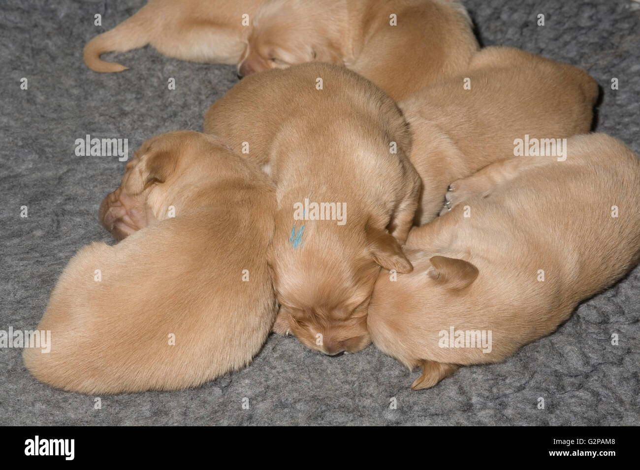 Sleeping puppies hi-res stock photography and images - Alamy
