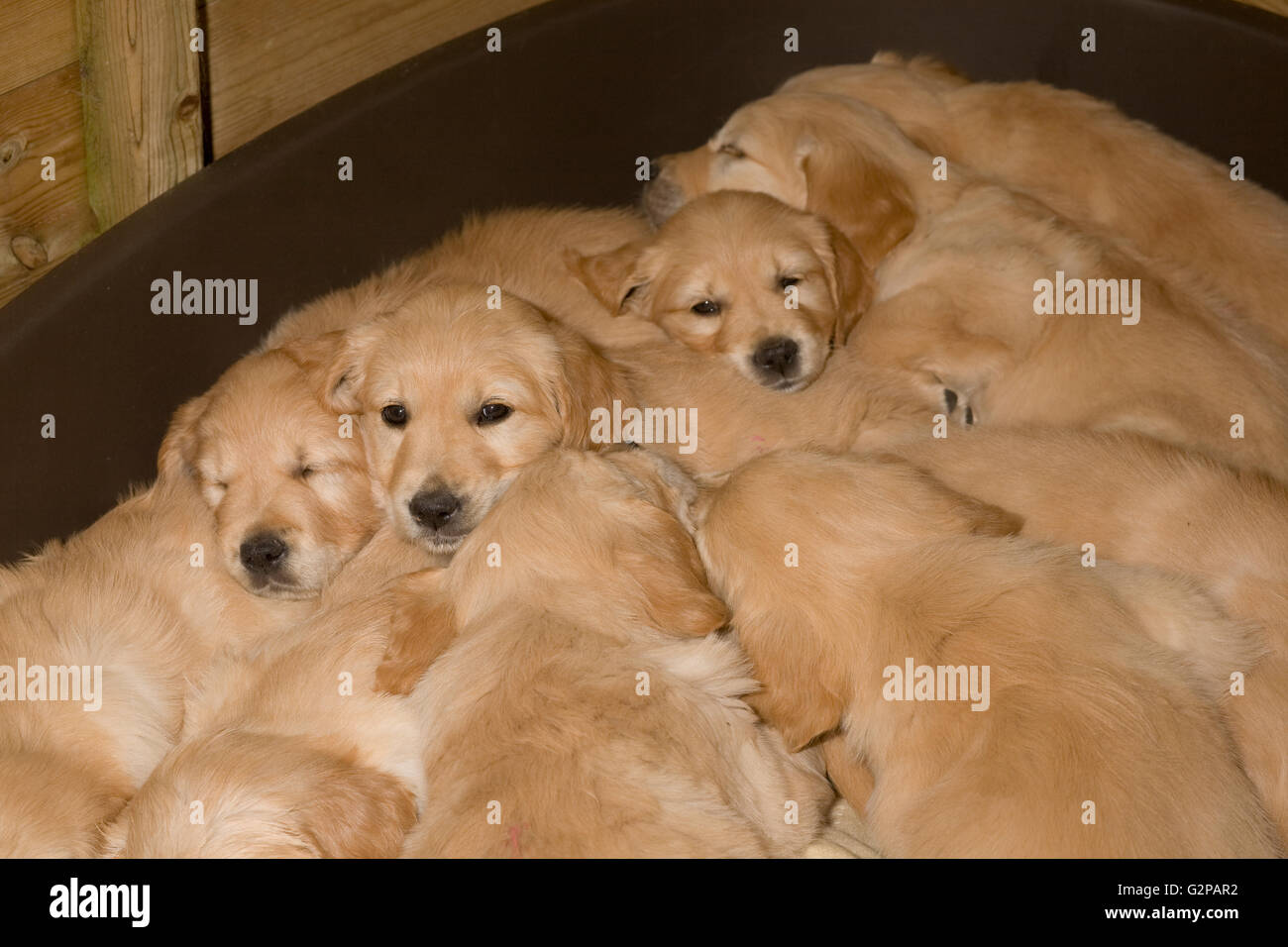 Snug puppies hi-res stock photography and images - Alamy