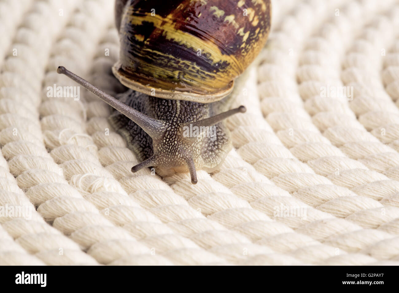 Snail crawling on table, looking around curiously Stock Photo - Alamy