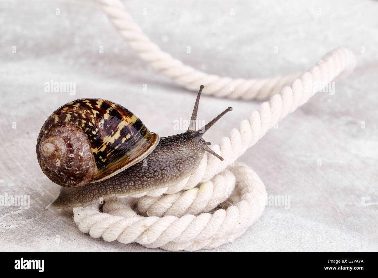 Snail crawling on table, looking around curiously Stock Photo - Alamy