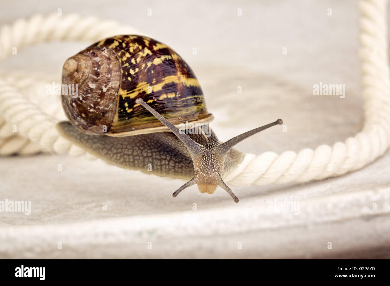 Snail crawling on table, looking around curiously Stock Photo - Alamy