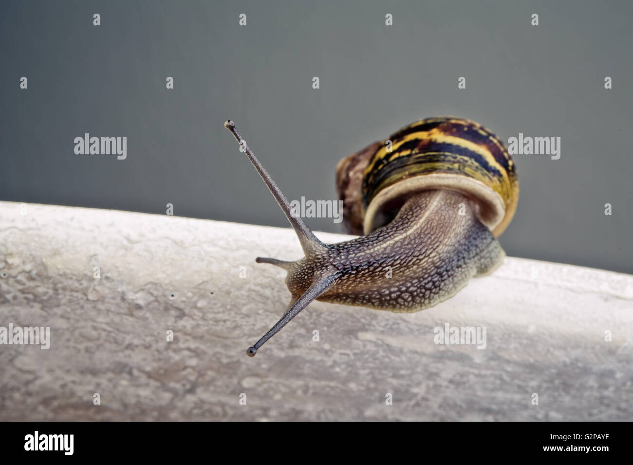 Snail crawling on table, looking around curiously Stock Photo - Alamy