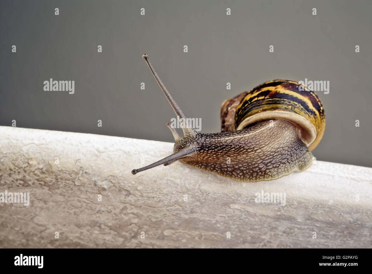 Snail crawling on table, looking around curiously Stock Photo - Alamy