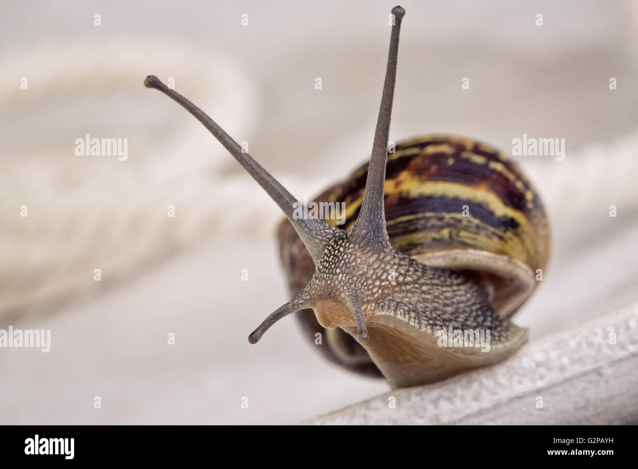 Snail crawling on table, looking around curiously Stock Photo - Alamy