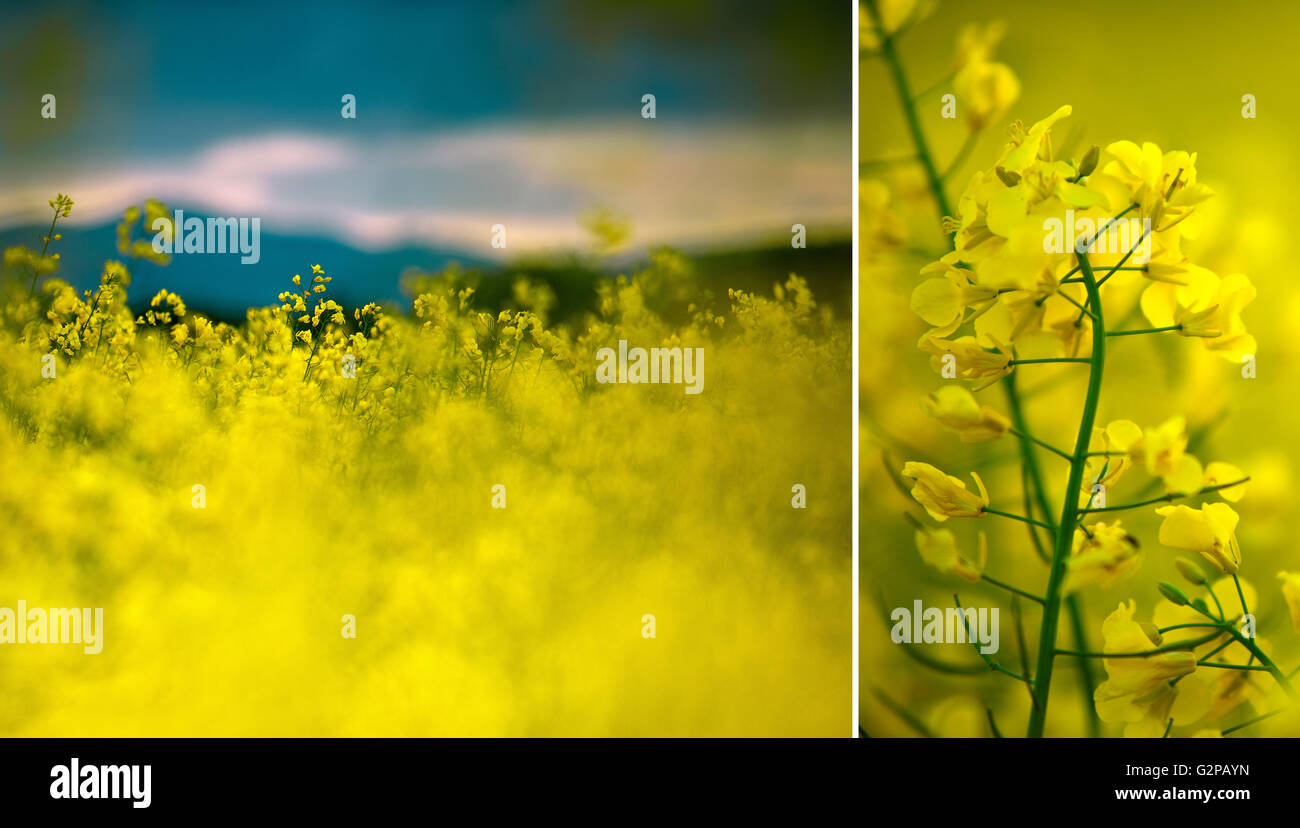 Bright Canola Rapeseed Field at Sunset on a Summer Evening Stock Photo ...