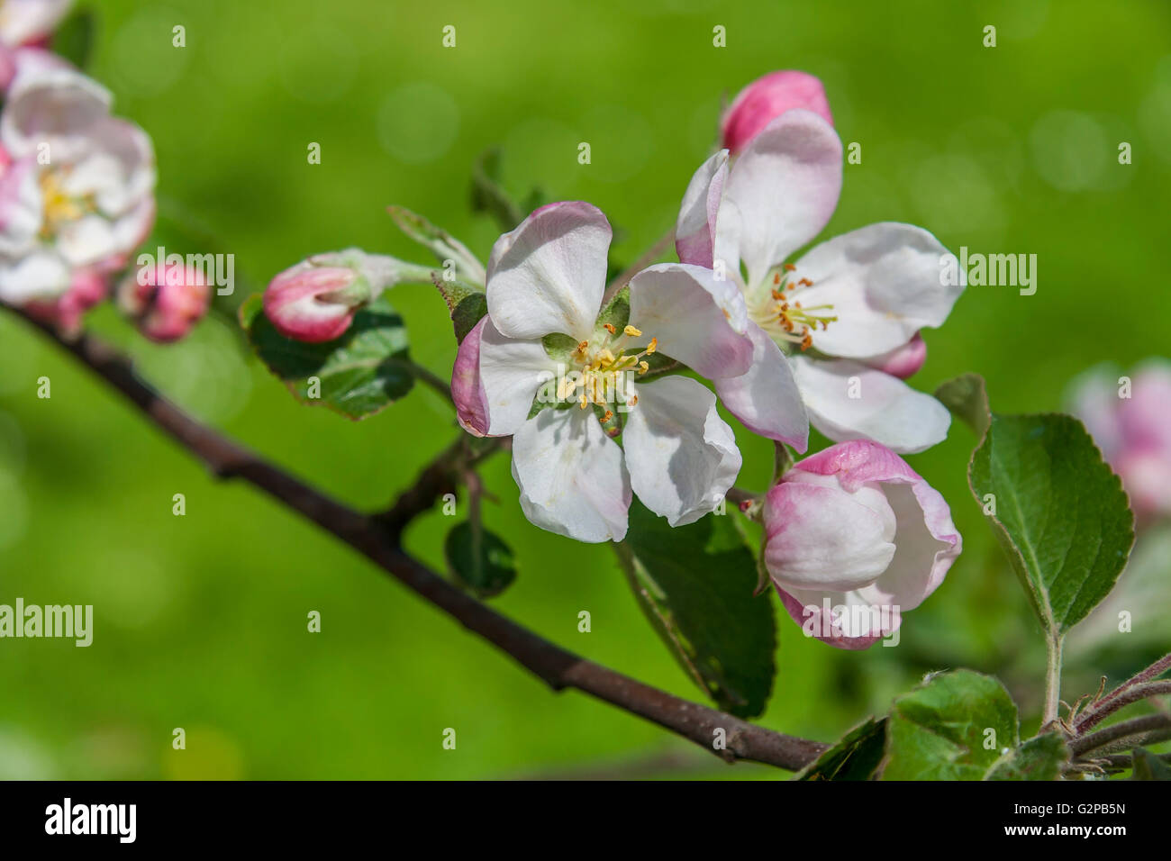 Blooming Apple Tree In The Springtime Stock Photo - Alamy