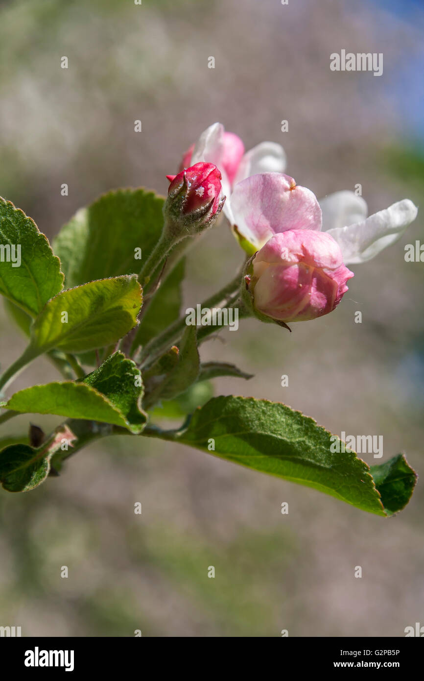 Blooming Apple Tree Stock Photo - Alamy