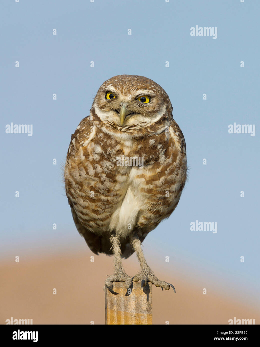An adult burrowing owl perched near its nest in Marco Island, Florida ...