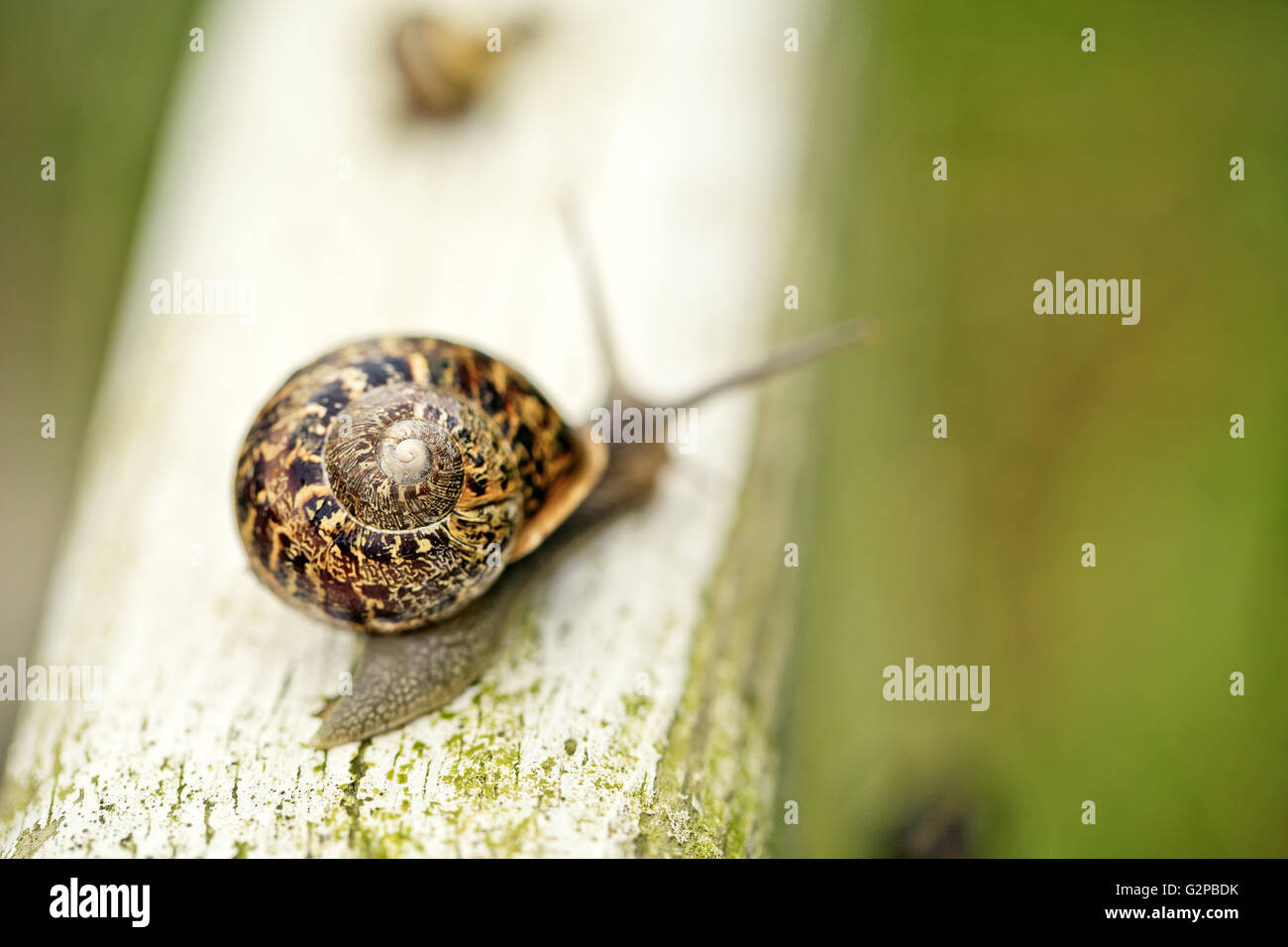 Snails on Plant Leaf in the Garden in Summer Stock Photo - Alamy