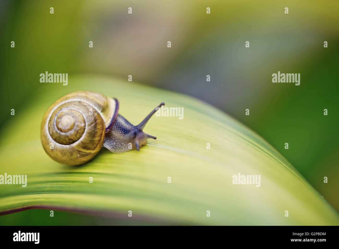 Small banded garden snail in summer on green leaf Stock Photo - Alamy