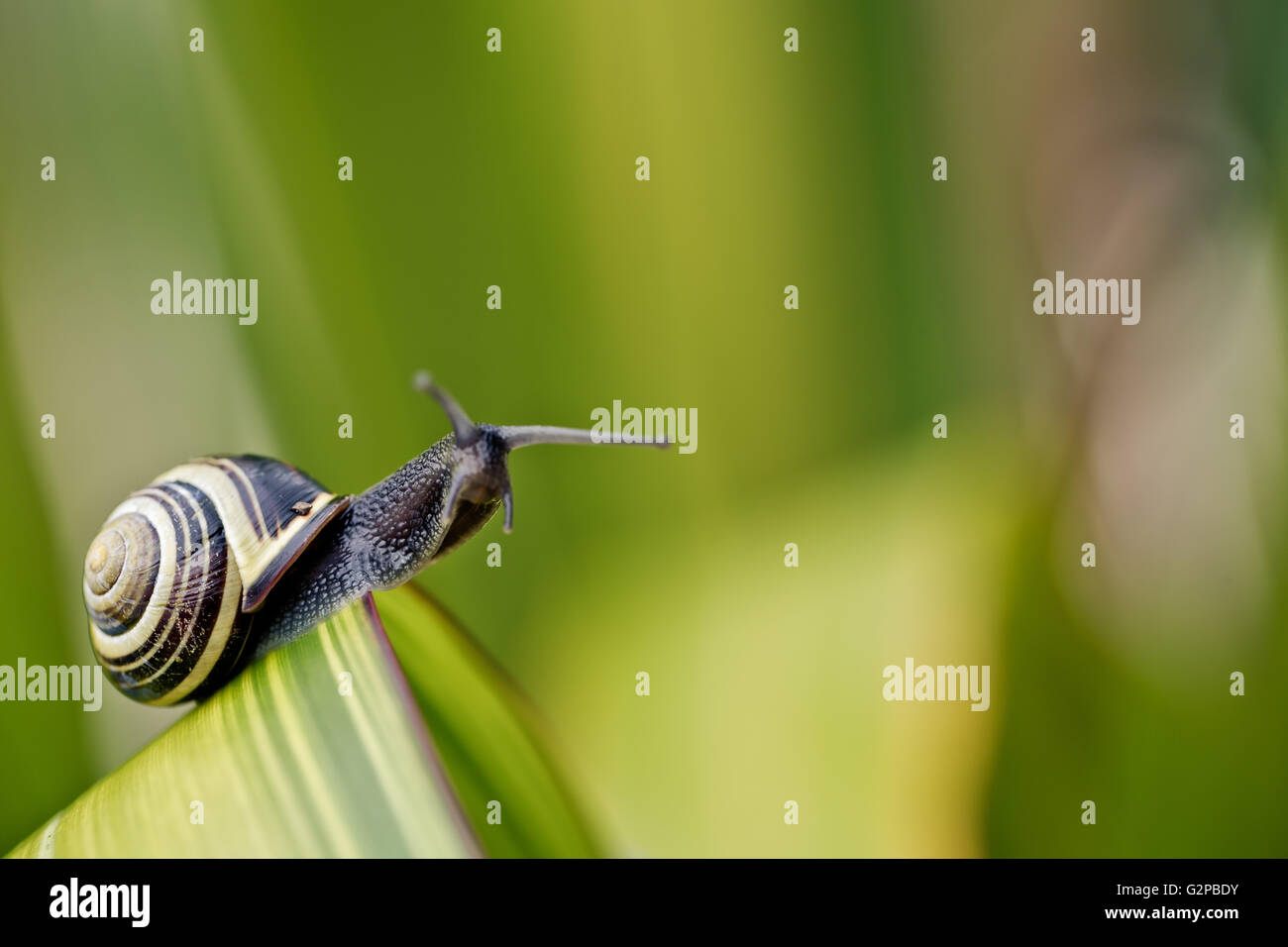 Small banded garden snail in summer on green leaf Stock Photo - Alamy