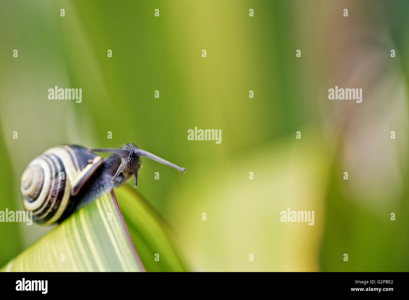 Small banded garden snail in summer on green leaf Stock Photo - Alamy