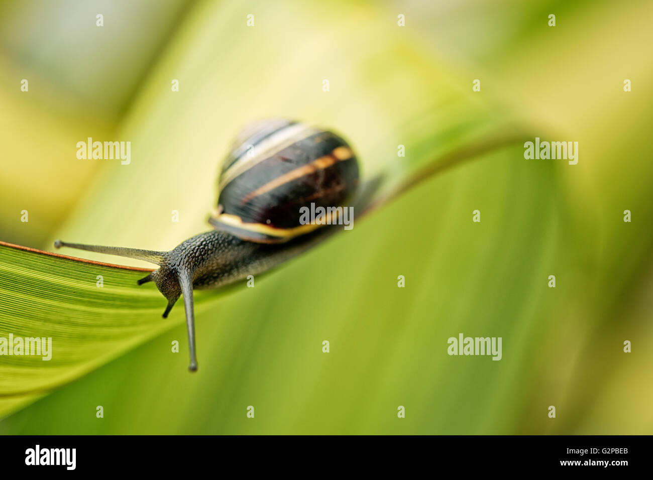 Small banded garden snail in summer on green leaf Stock Photo - Alamy