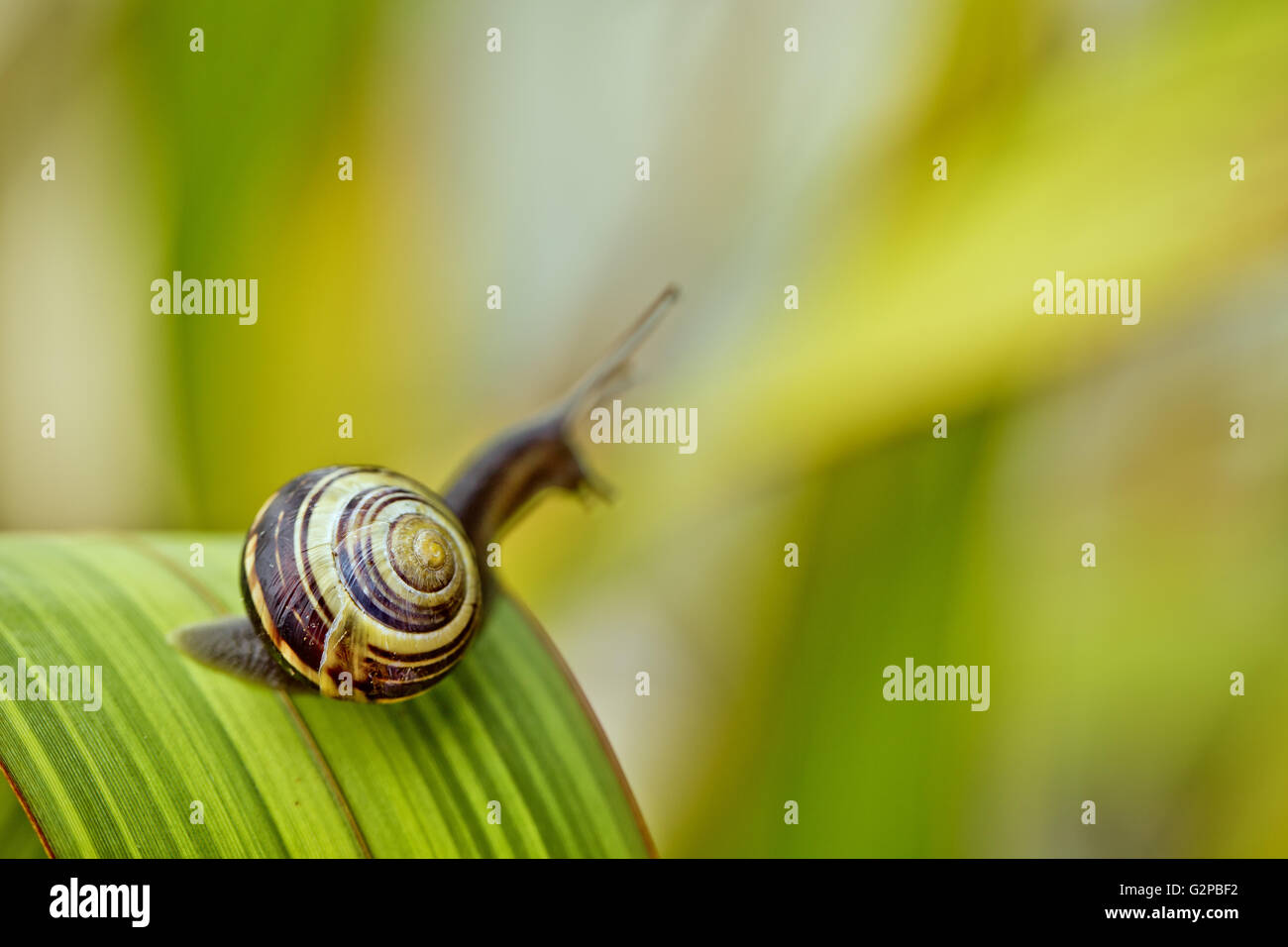Small banded garden snail in summer on green leaf Stock Photo - Alamy