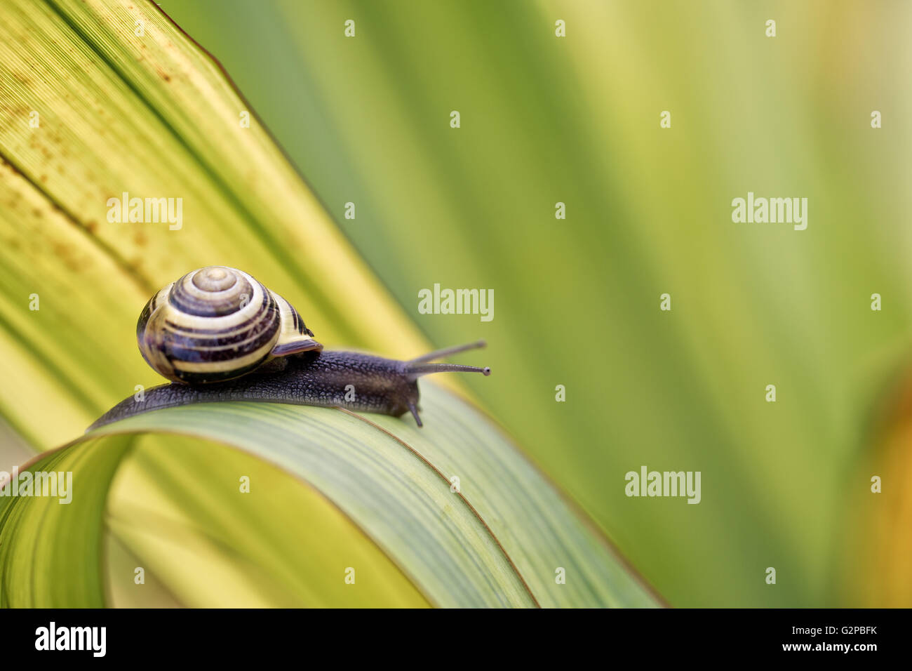Small banded garden snail in summer on green leaf Stock Photo - Alamy