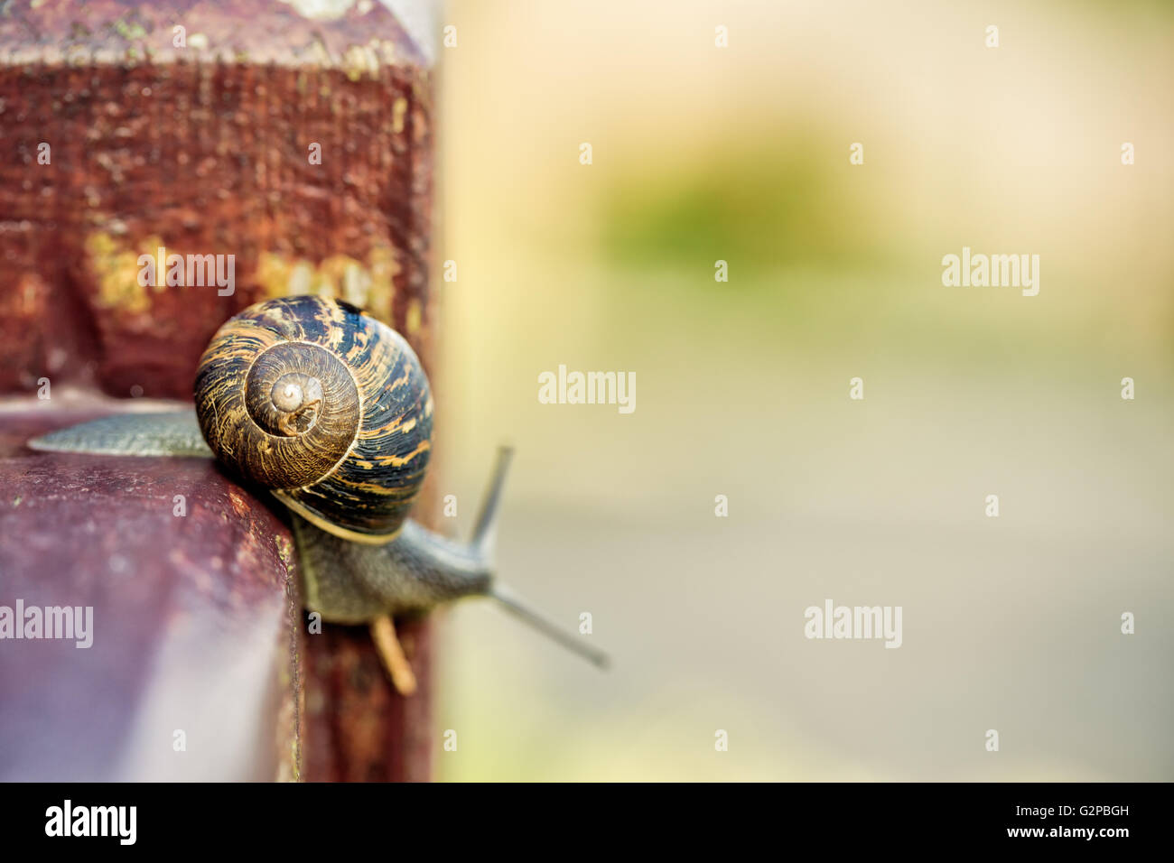 Snails on Plant Leaf in the Garden in Summer Stock Photo - Alamy