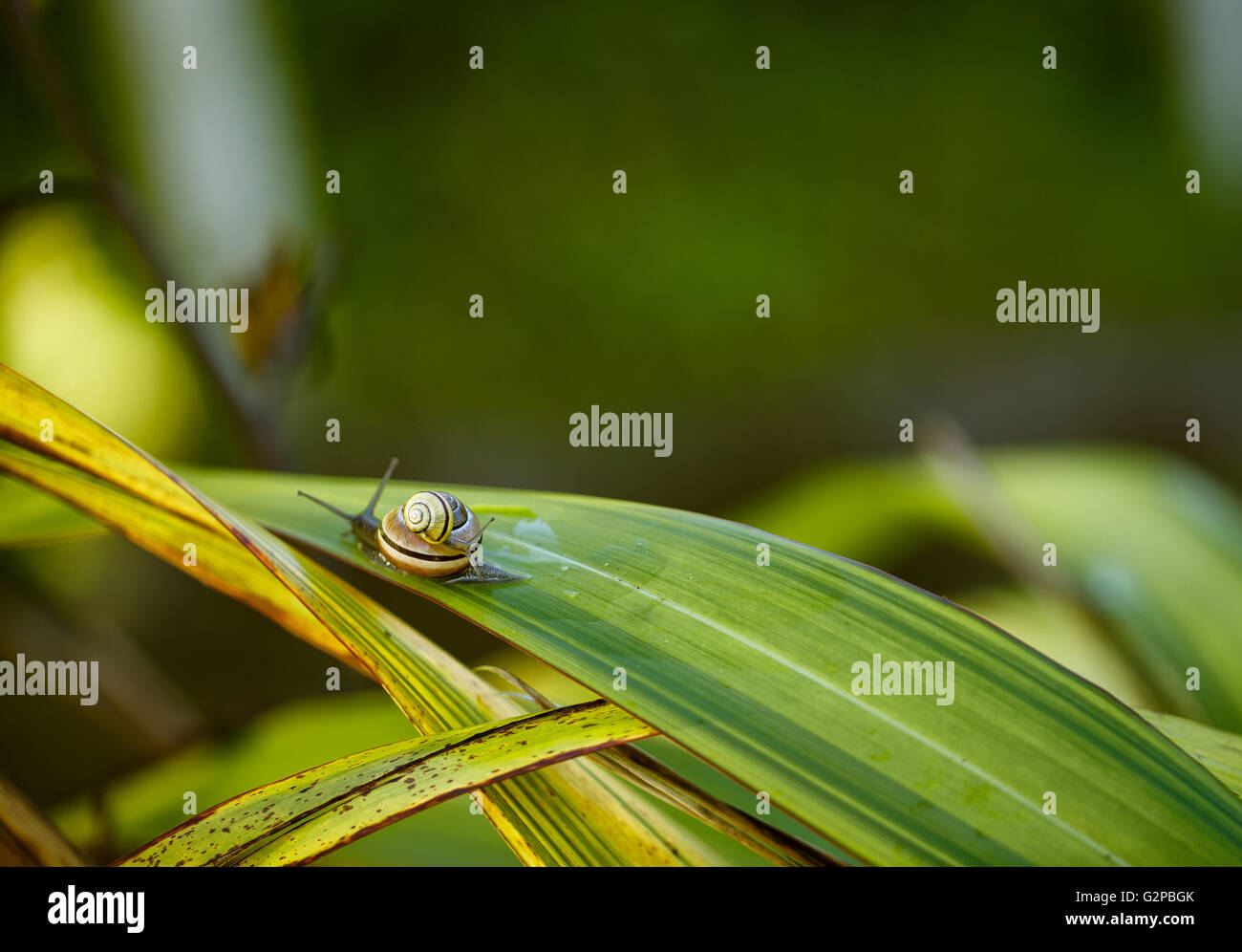 Snails on Plant Leaf in the Garden in Summer Stock Photo - Alamy