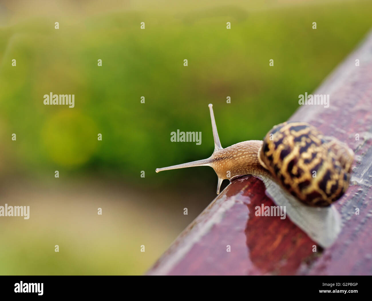 Snails on Plant Leaf in the Garden in Summer Stock Photo - Alamy