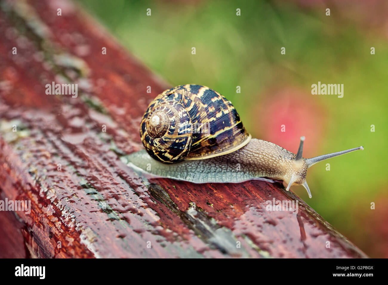 Snails on Plant Leaf in the Garden in Summer Stock Photo - Alamy