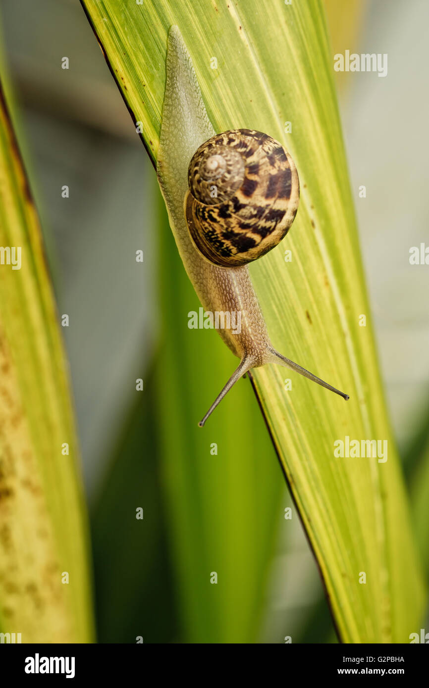 Snails on Plant Leaf in the Garden in Summer Stock Photo - Alamy