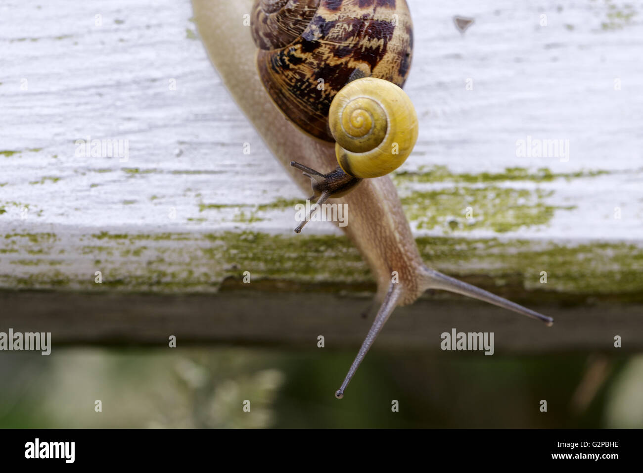 Snails on Plant Leaf in the Garden in Summer Stock Photo - Alamy