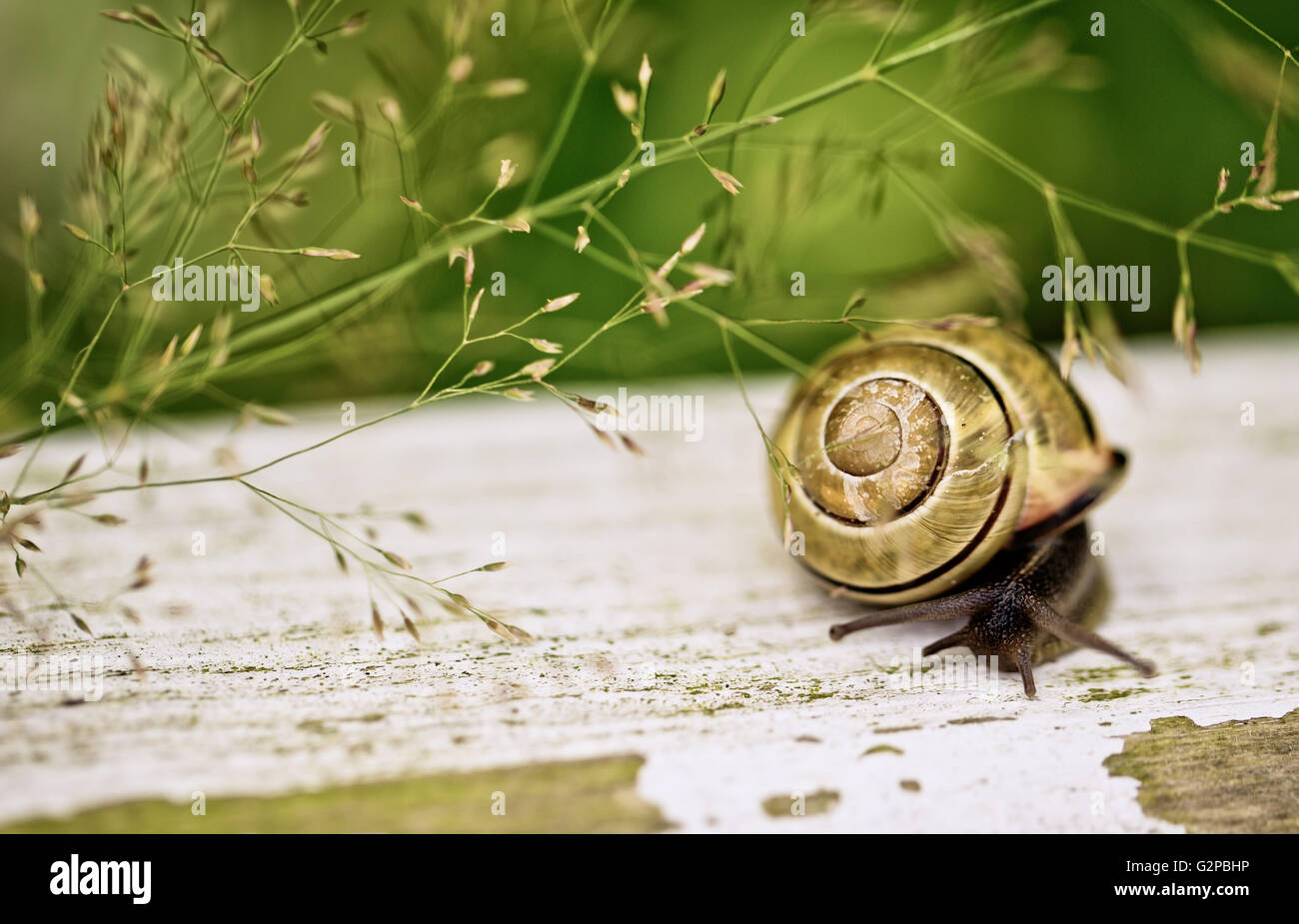 Small banded garden snail in summer on green leaf Stock Photo - Alamy