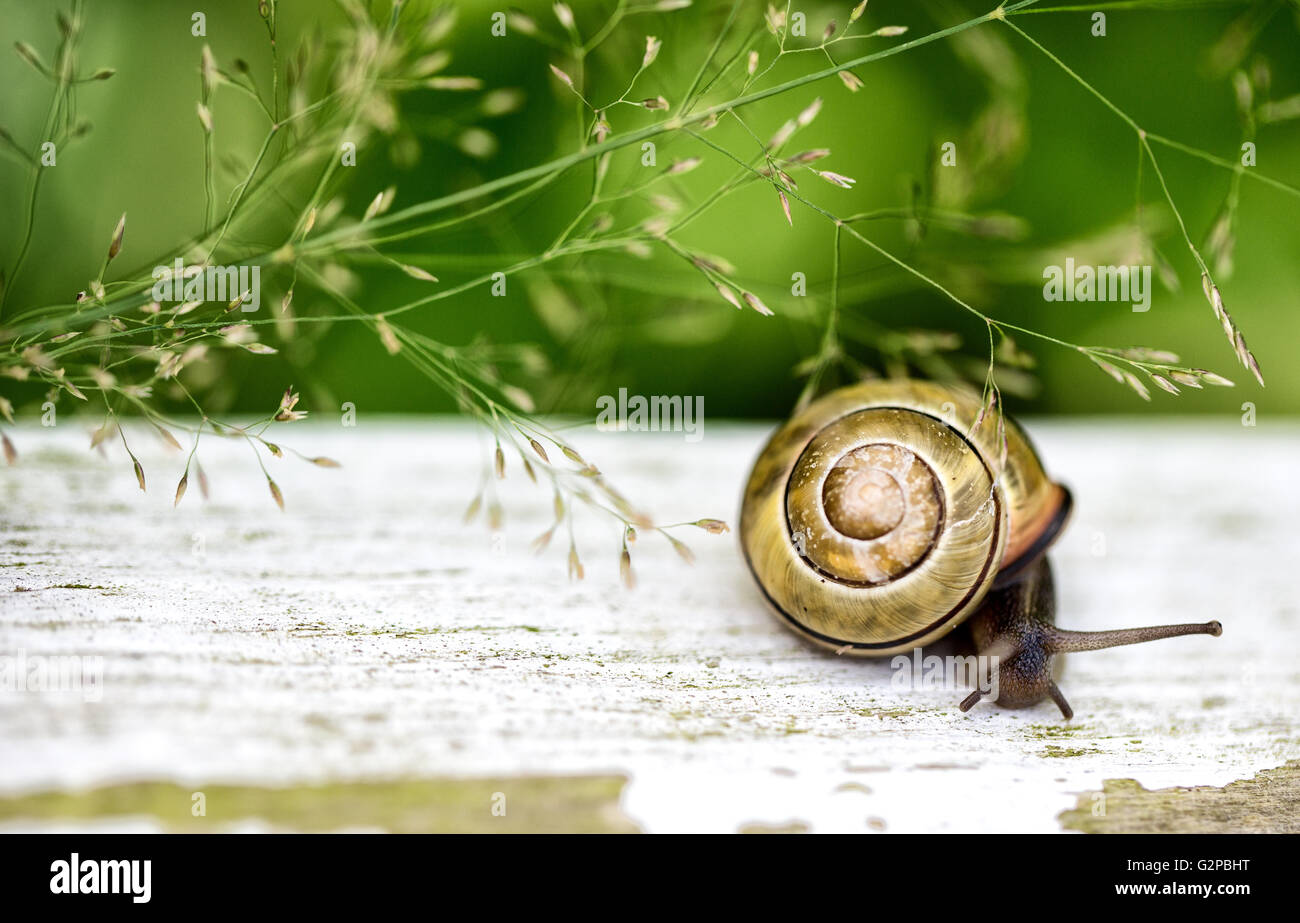 Small banded garden snail in summer on green leaf Stock Photo - Alamy