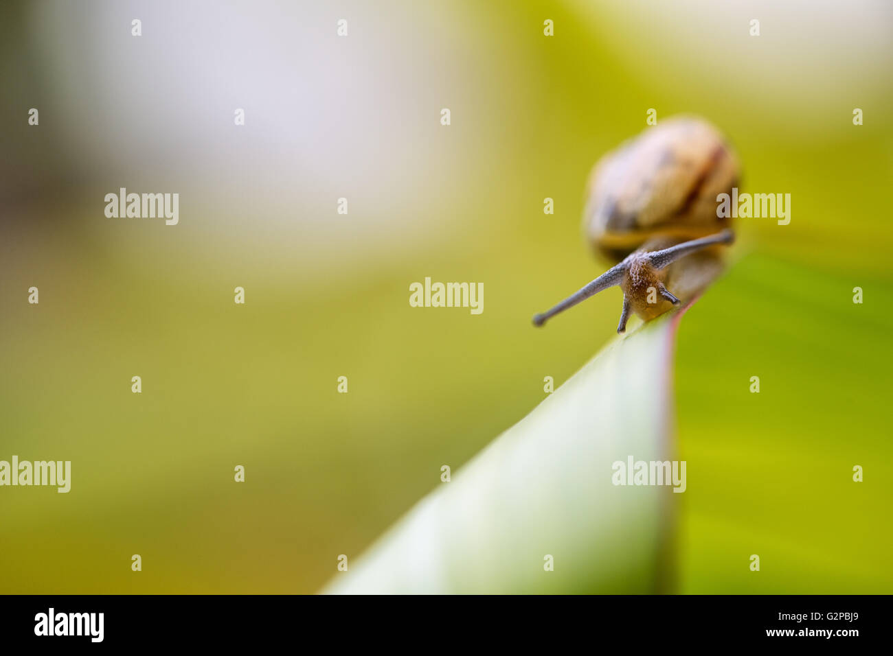 Small banded garden snail in summer on green leaf Stock Photo - Alamy