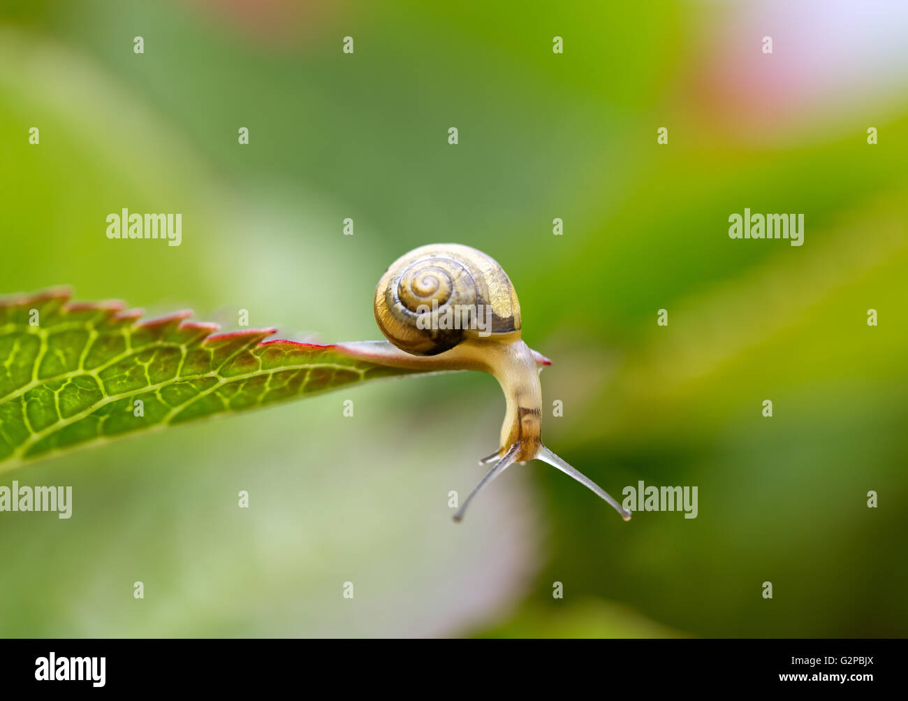 Small banded garden snail in summer on green leaf Stock Photo - Alamy