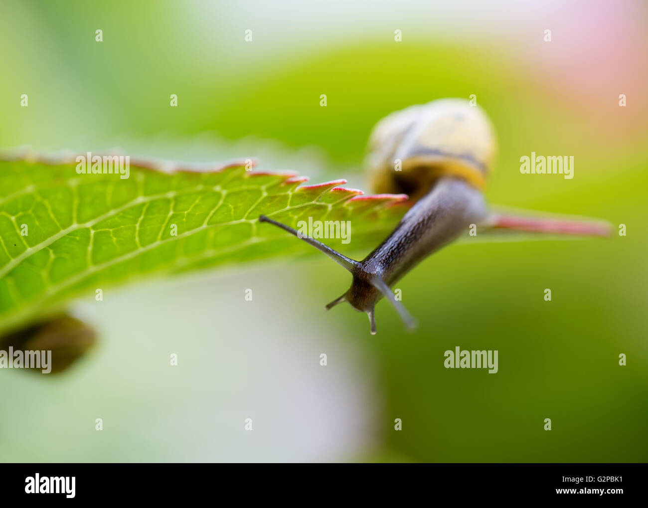 Small banded garden snail in summer on green leaf Stock Photo - Alamy