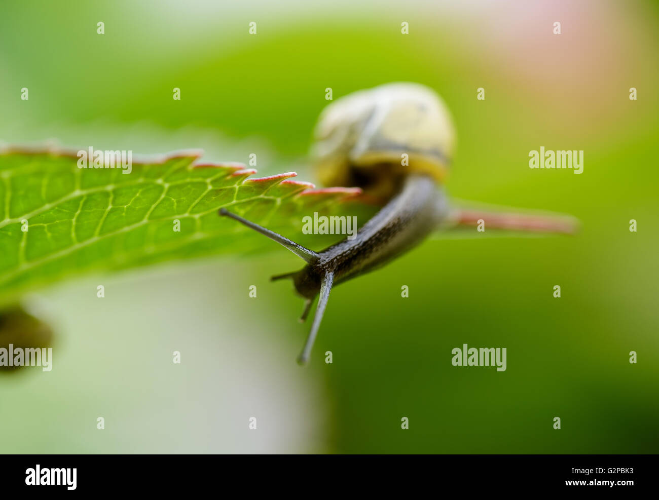 Small banded garden snail in summer on green leaf Stock Photo - Alamy