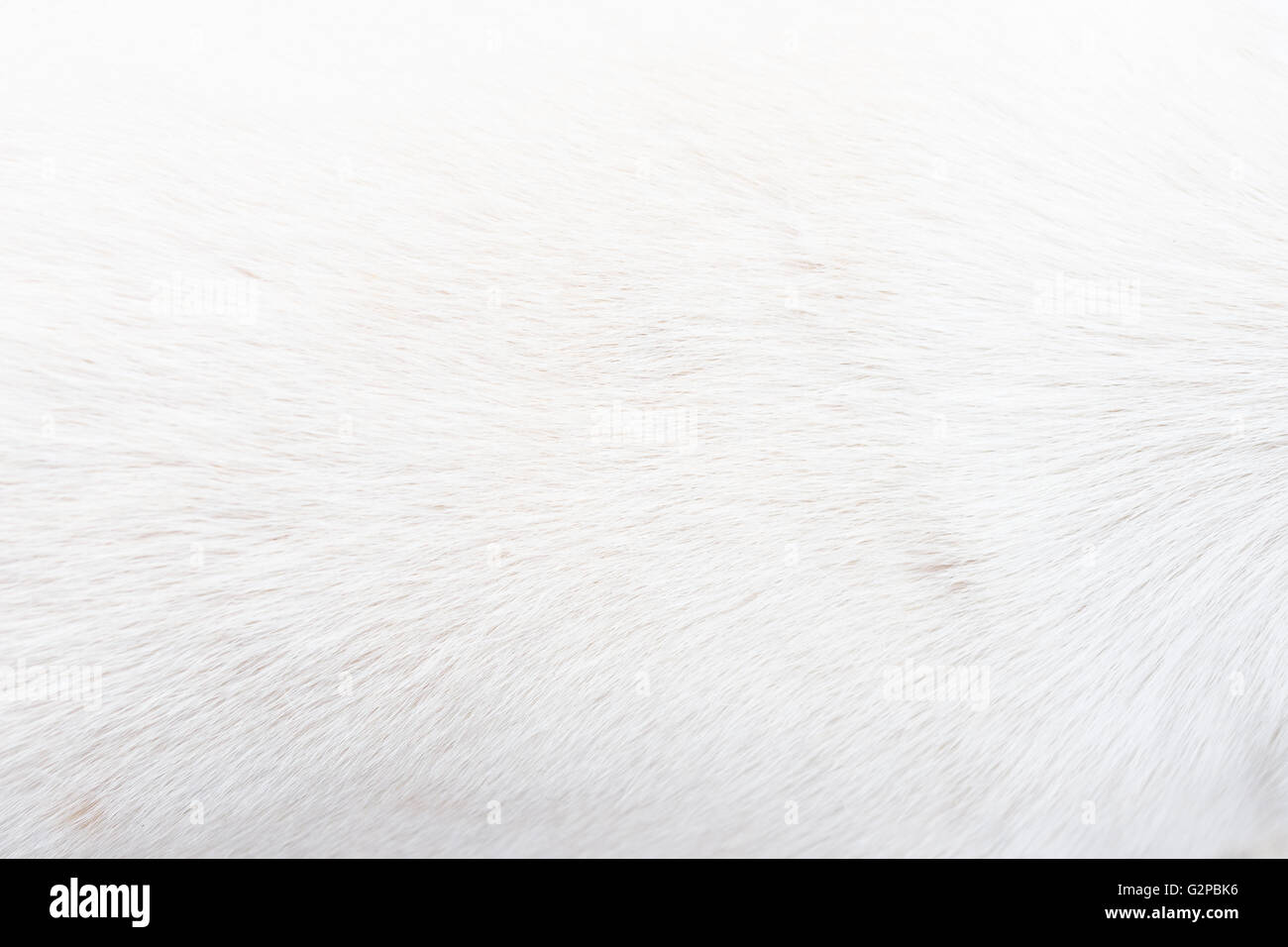 white fur close up Stock Photo - Alamy